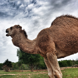 Gallery | Snider Family Exotics