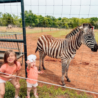 Gallery | Snider Family Exotics